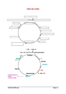 CYCLE DE L_UREE - Cours BTS diététique - Biochimie - Microbiologie ...